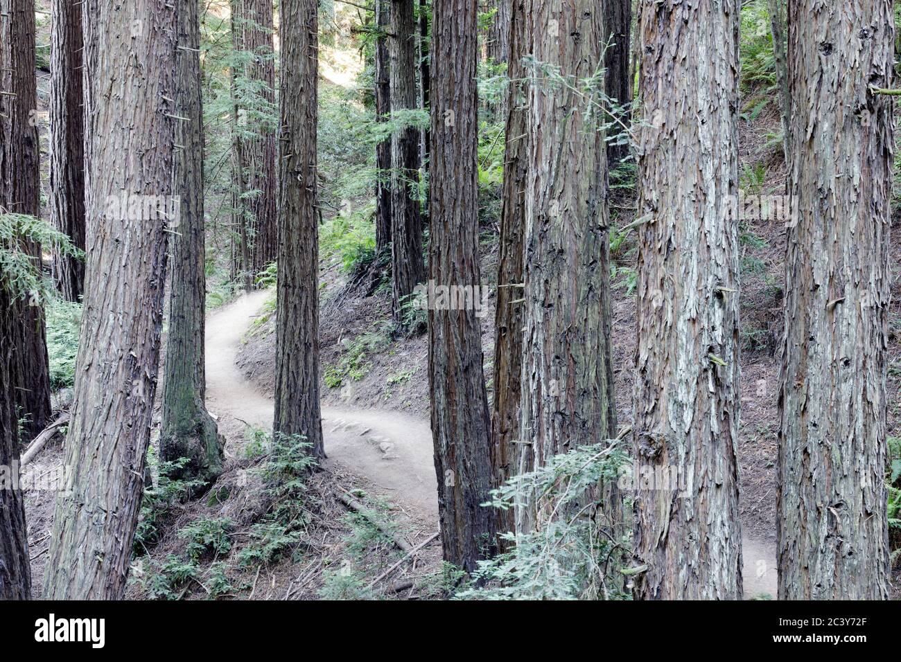 Reinhardt redwood grove hi-res stock photography and images - Alamy