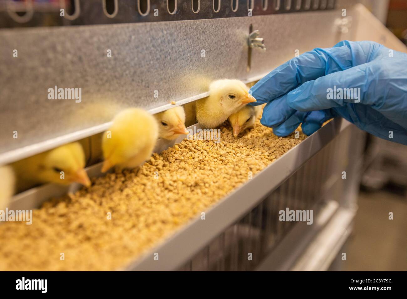 Person bird feeder hi-res stock photography and images - Alamy