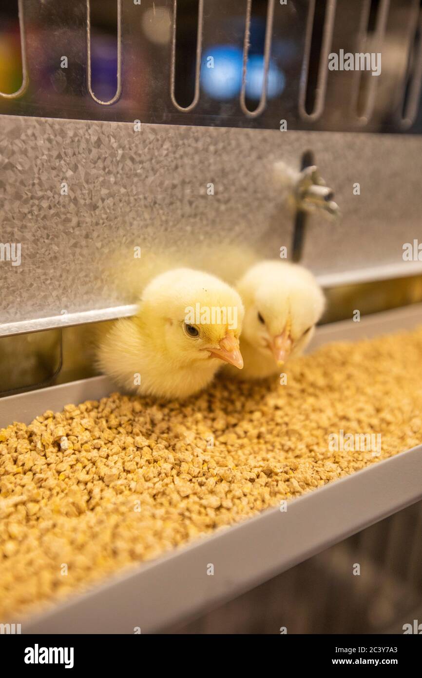 Baby chickens at feeder station Stock Photo - Alamy