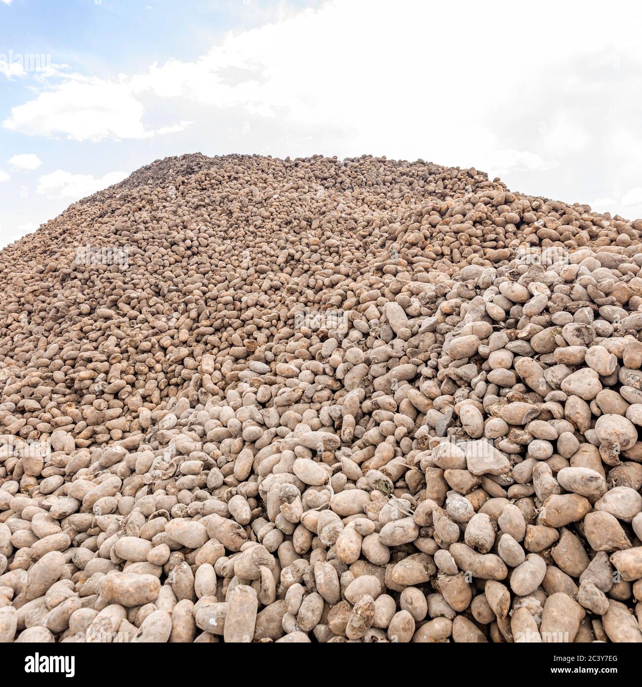 Pile of potatoes left for public by farmers during COVID-19 pandemic ...