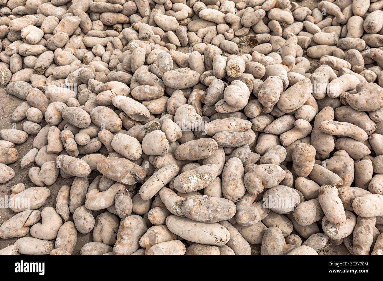 Pile of potatoes left for public by farmers during COVID-19 pandemic ...
