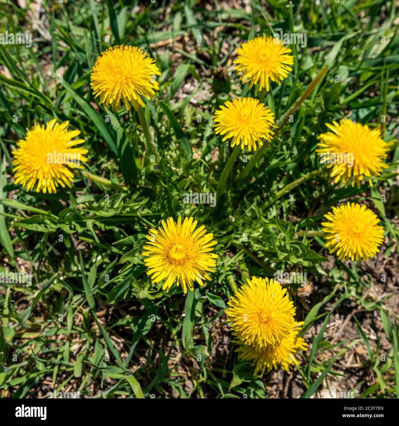 Dandelion plants in bloom Stock Photo - Alamy