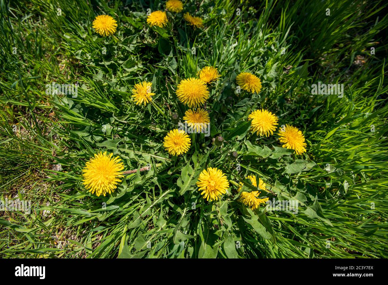 Dandelion plants in bloom Stock Photo - Alamy