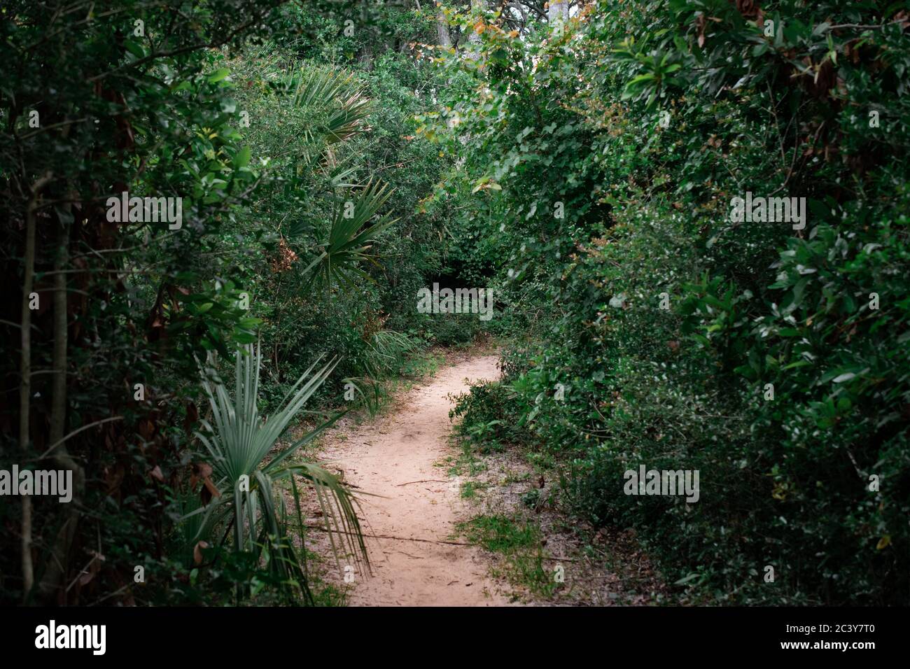 Florida forest hi-res stock photography and images - Alamy