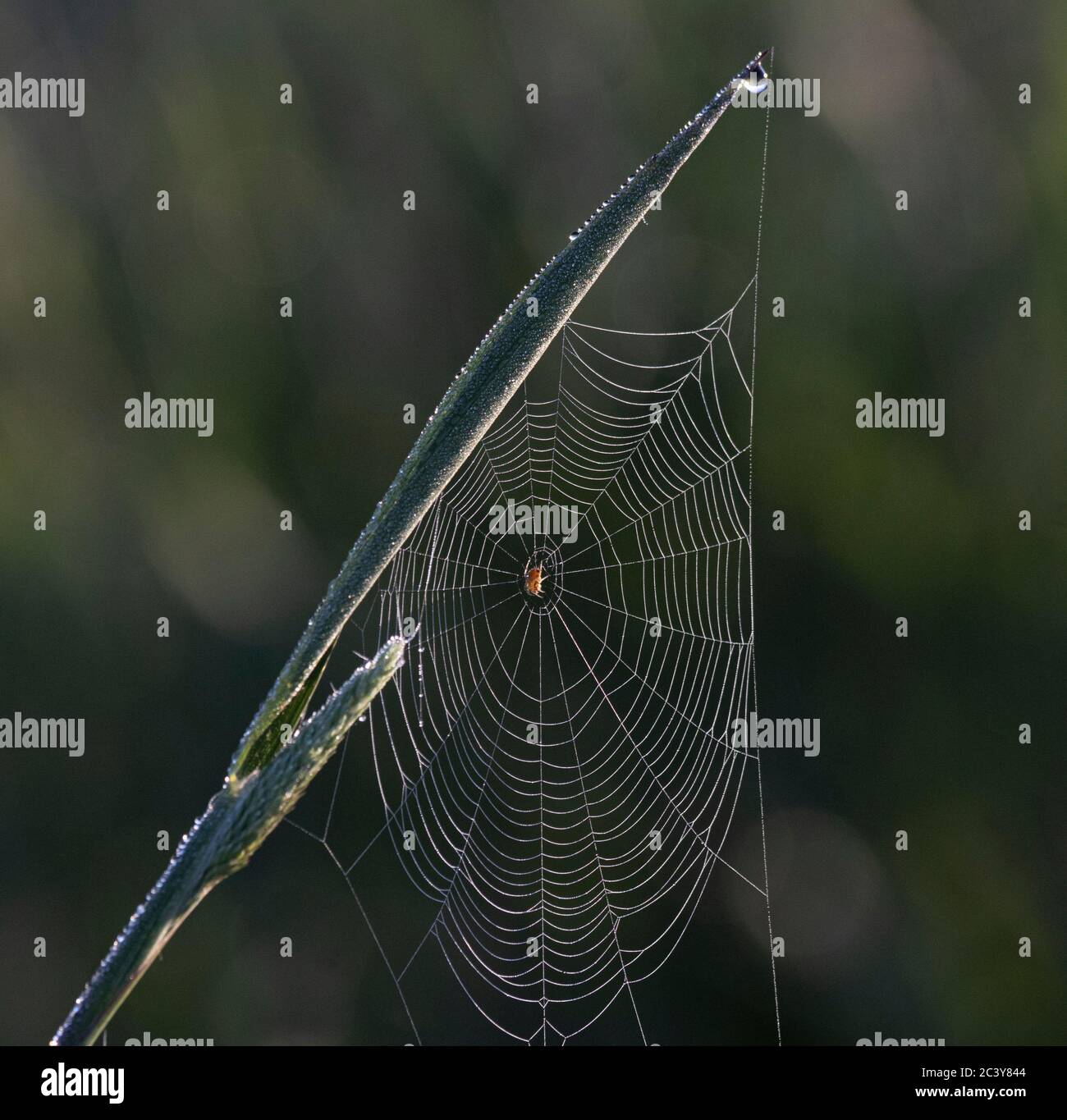 Spider webs in grass dew hi-res stock photography and images - Alamy