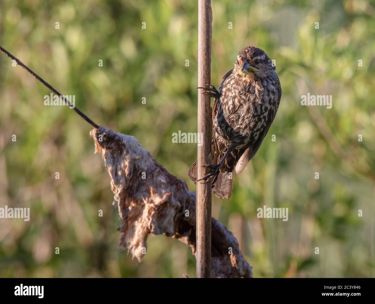 Female blackbird front hi-res stock photography and images - Alamy