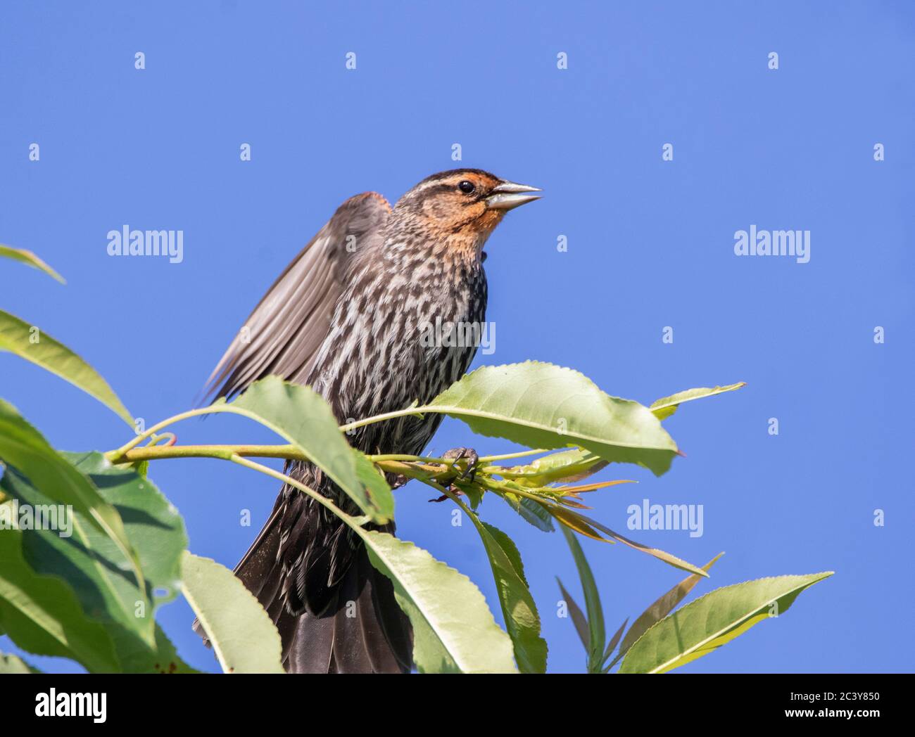 Muskoka wildlife hi-res stock photography and images - Alamy