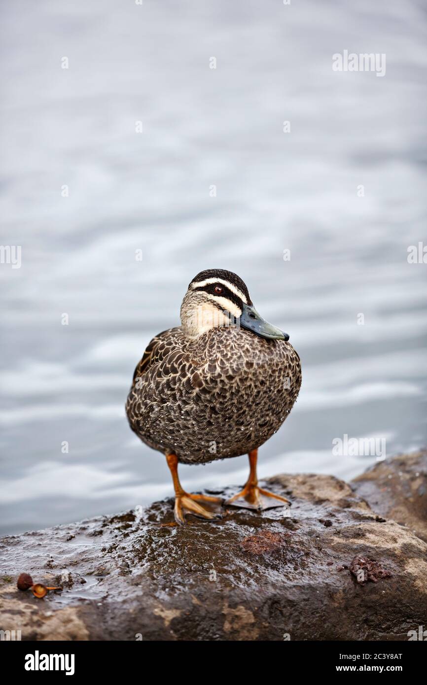 Australian duck species hi-res stock photography and images - Alamy