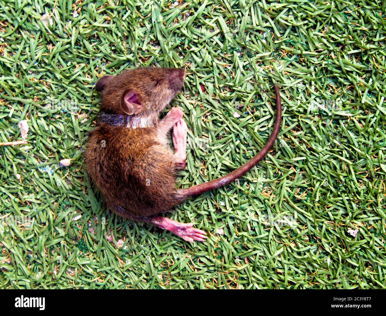 Dead Mouse, Crete, Greece Stock Photo - Alamy