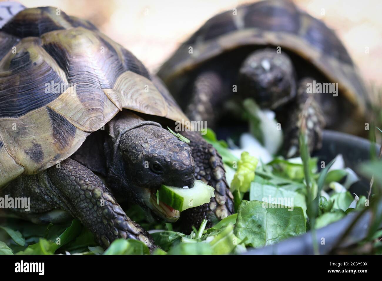 Hamburg, Germany. 22nd June, 2020. Two Greek tortoises are eating in ...