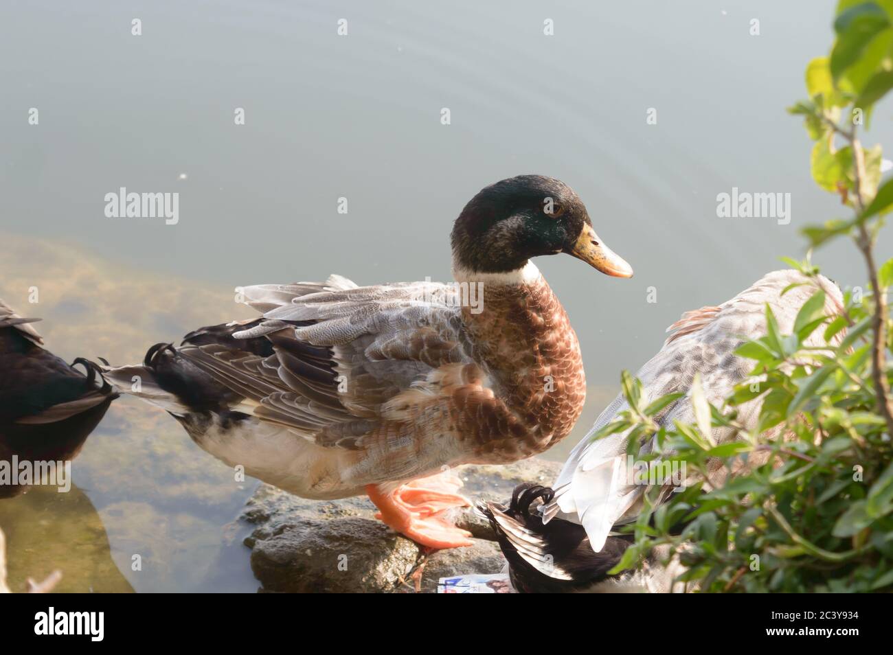Shag valley hi-res stock photography and images - Alamy