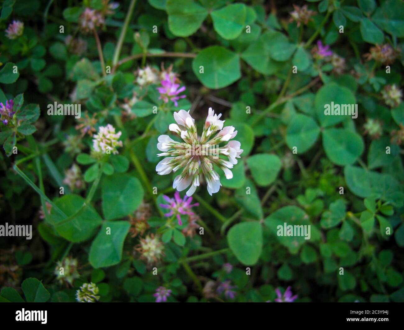Purple dutch clover hi-res stock photography and images - Alamy