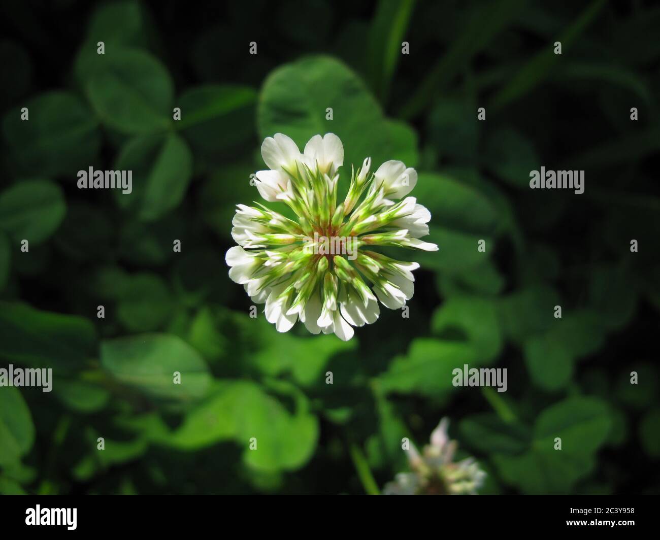 close up of white and pink Clover flower in meadow in springtime. Macro ...