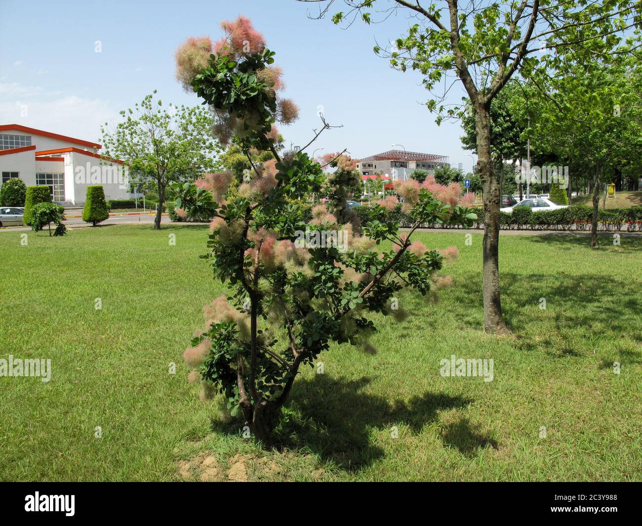 Flowering Smoketree or Cotinus against in Iran in spring. European ...