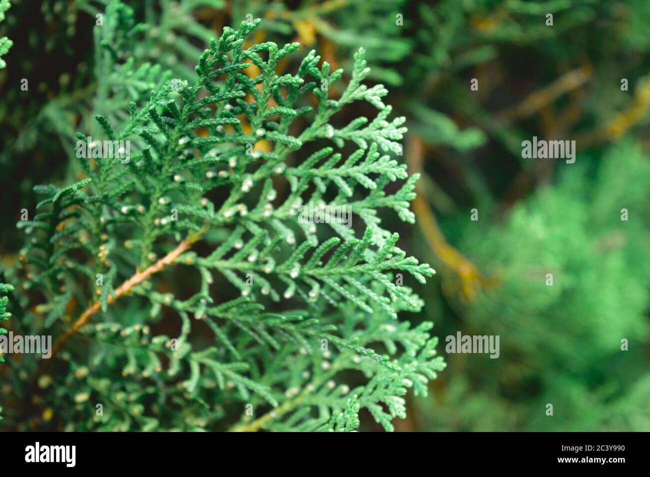 Green color western red cedar plant leaf in bloom. Close-up. Focus on ...