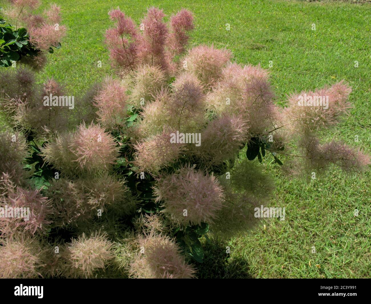 European smoketree (cotinus coggygria) known as rhus cotinus, Eurasian ...