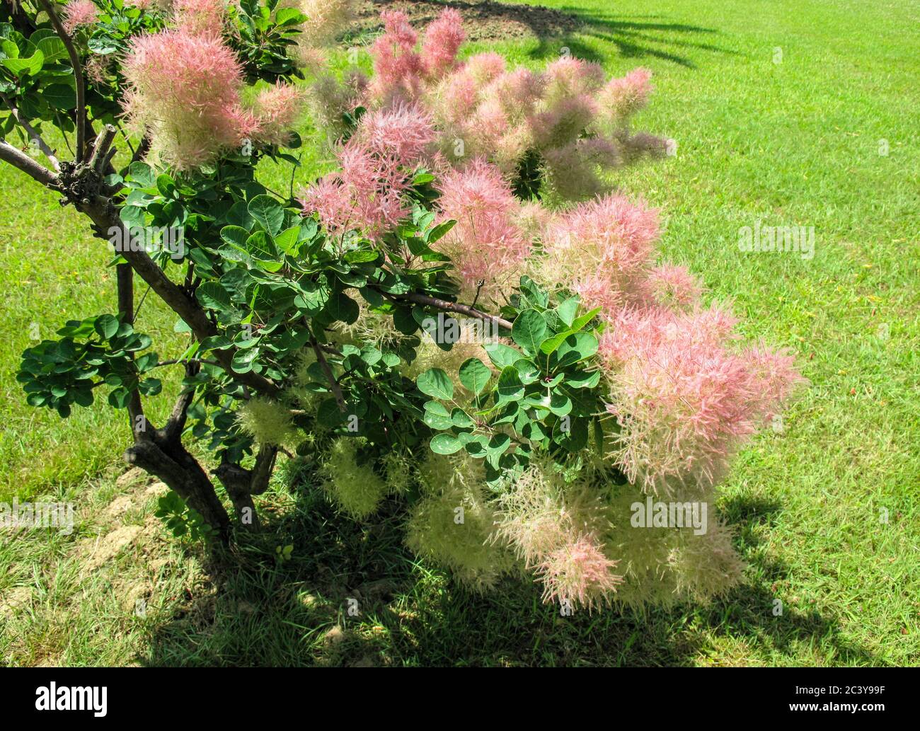 European smoketree, species of flowering plant in the family ...