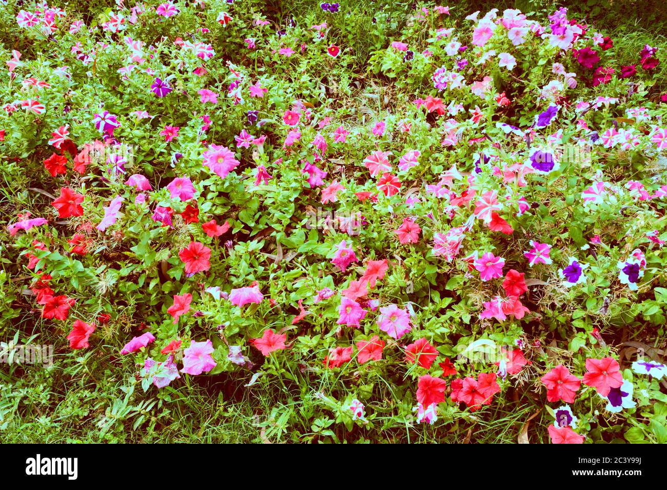 The garden pansy flower, wild viola hybrid flowering plants, red white ...