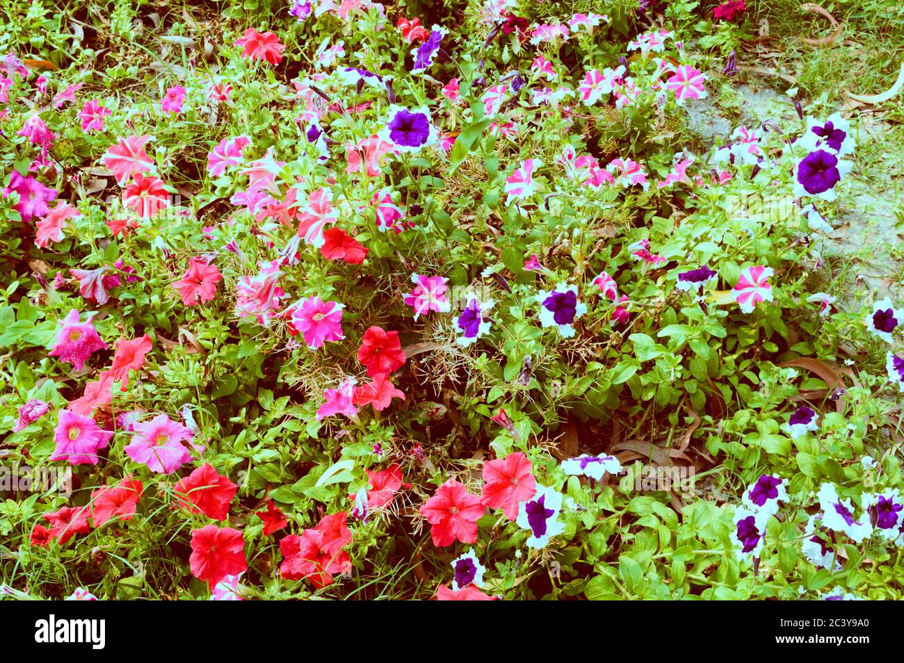 The garden pansy flower, wild viola hybrid flowering plants, red white ...