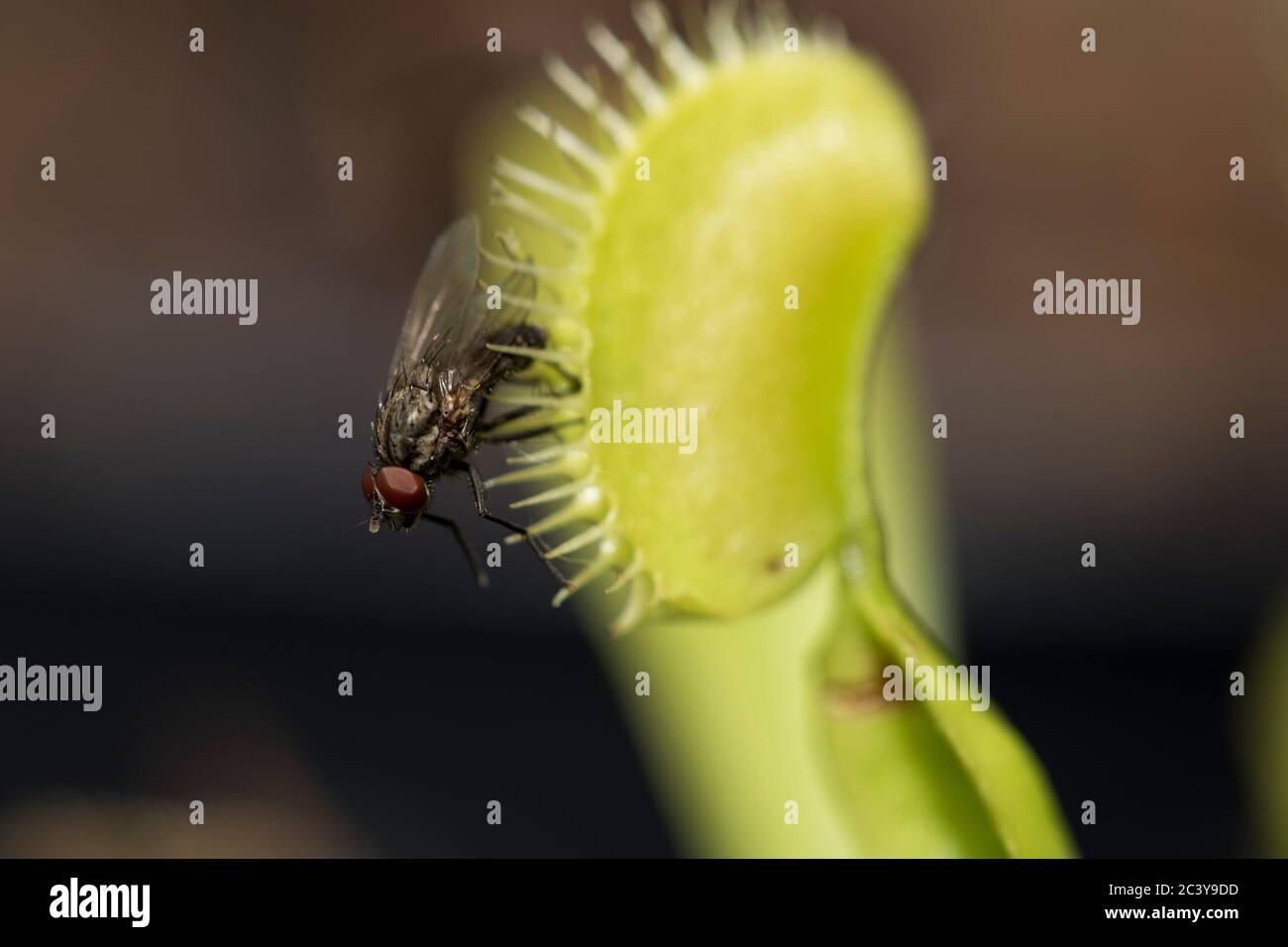 Fly caught in Venus Fly Trap trying to escape being eaten. Life and ...