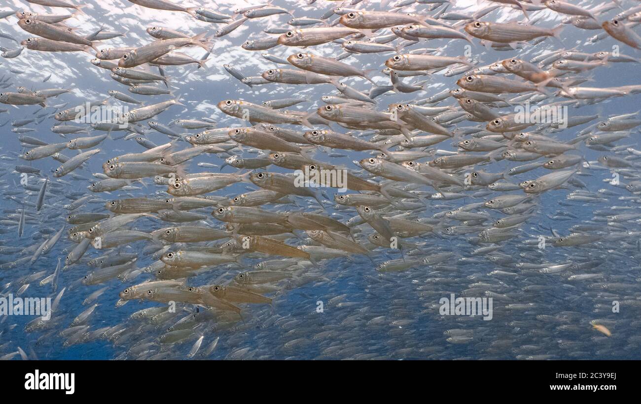 Sardine run cebu hi-res stock photography and images - Alamy