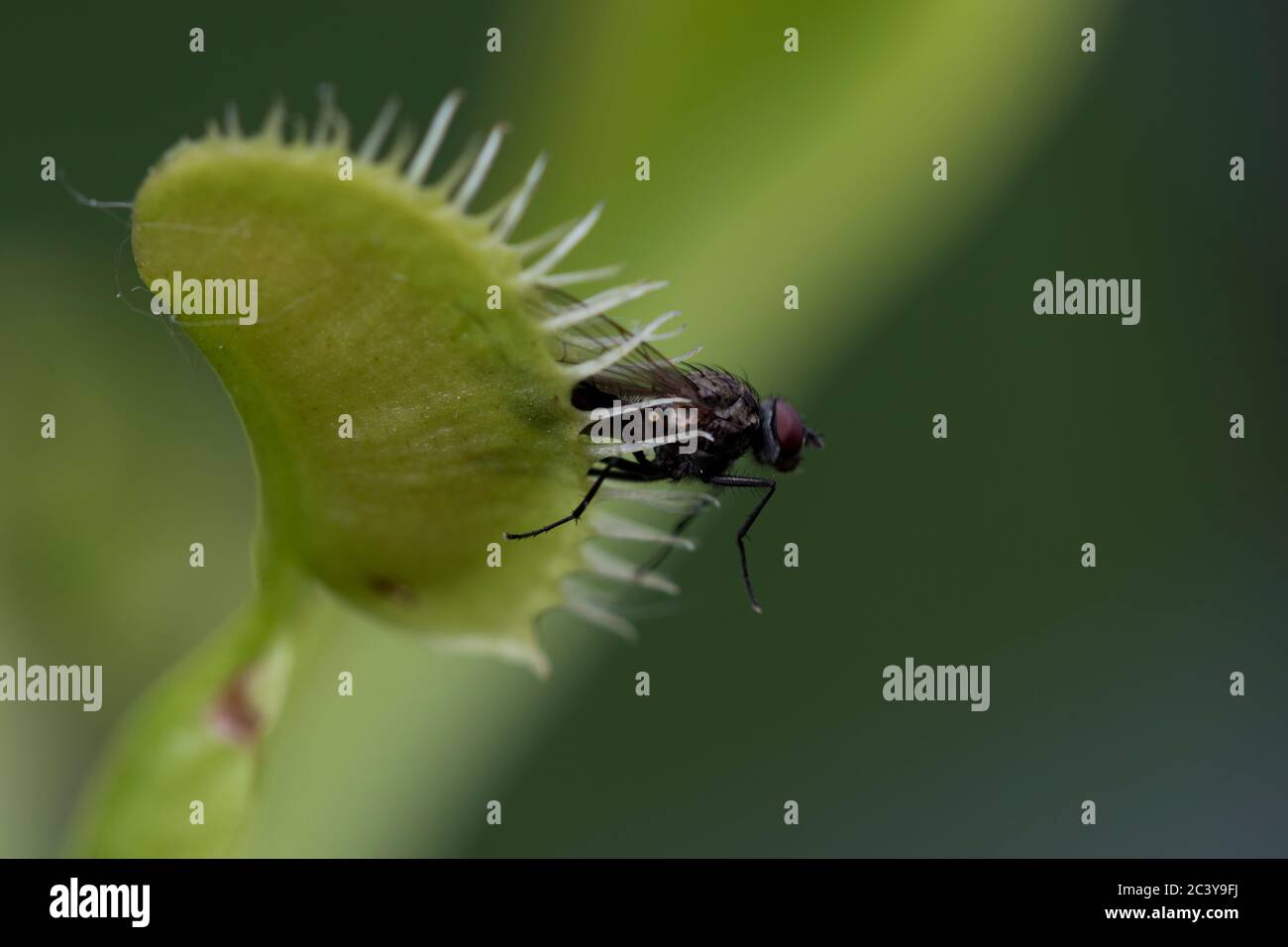 Carnivorous instinct hi-res stock photography and images - Alamy