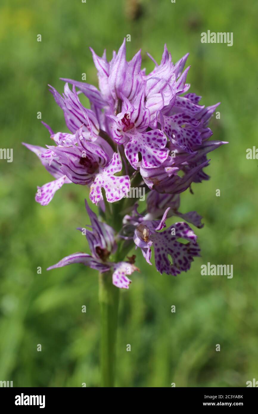 Neotinea tridentata, Toothed Orchid - Wild plant shot in summer Stock ...
