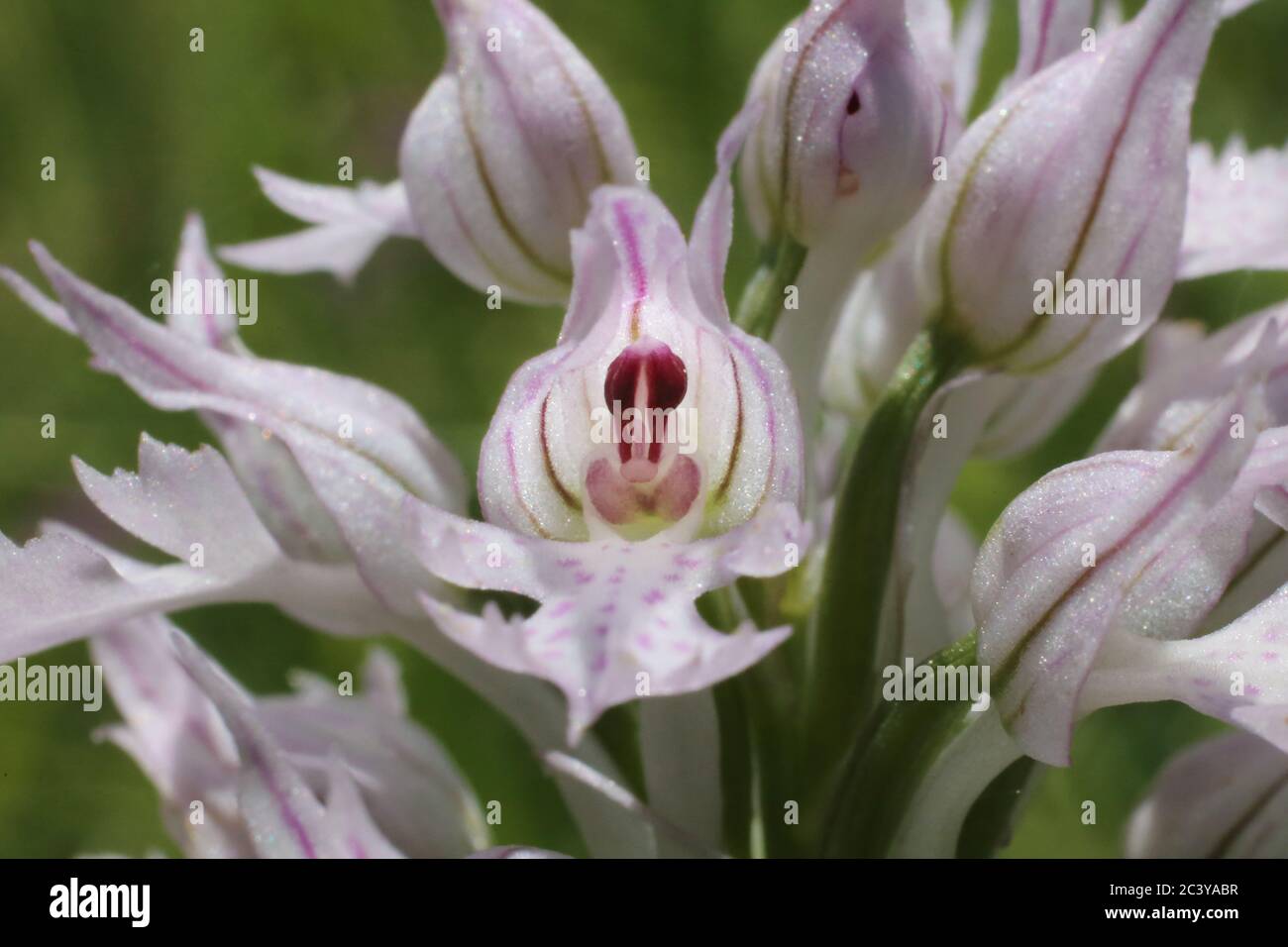 Neotinea tridentata, Toothed Orchid - Wild plant shot in summer Stock ...
