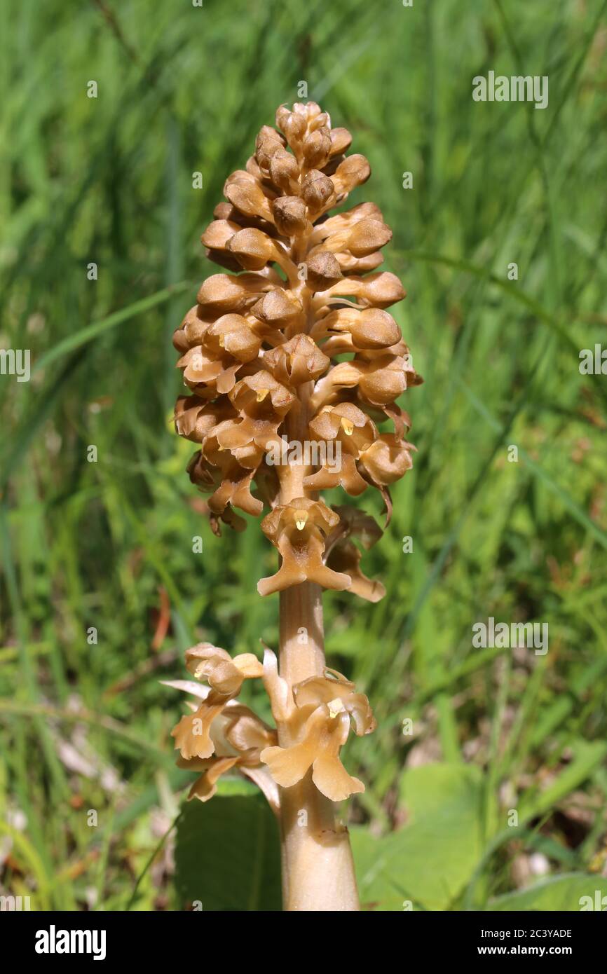 Neottia nidus-avis, Bird's-Nest Orchid. Wild plant shot in summer Stock ...