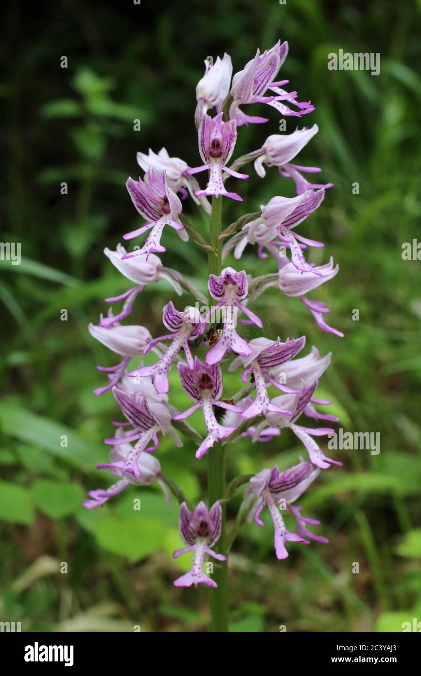 Military plants hi-res stock photography and images - Alamy