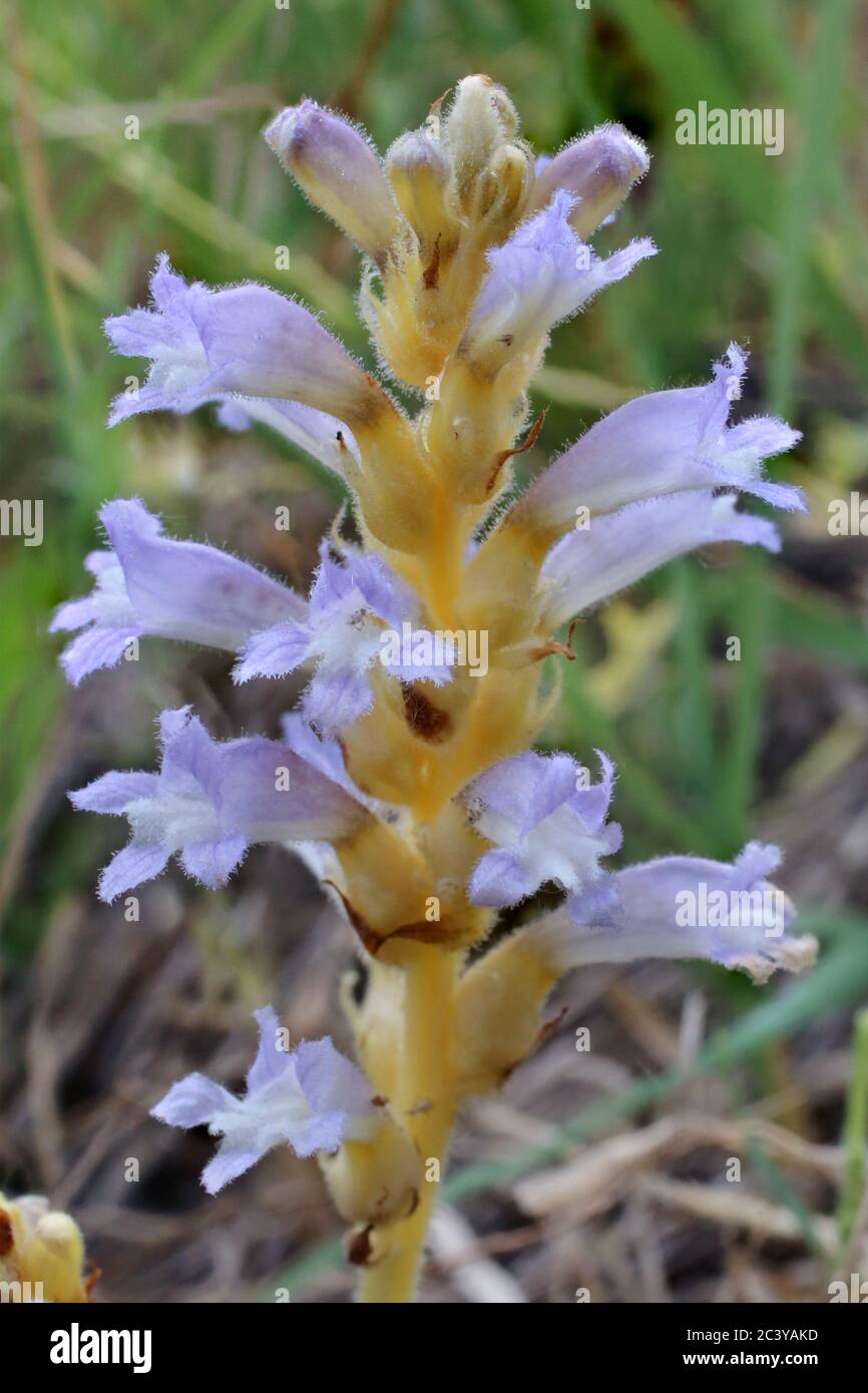 Orobanche ramosa, Branched Broomrape. Wild plant shot in summer Stock ...