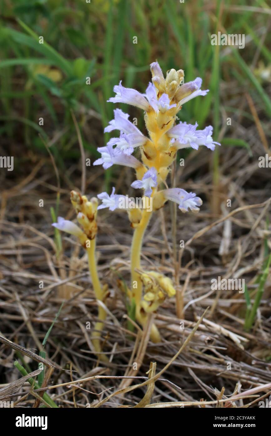 Orobanche ramosa (orobanche ramosa) hi-res stock photography and images ...