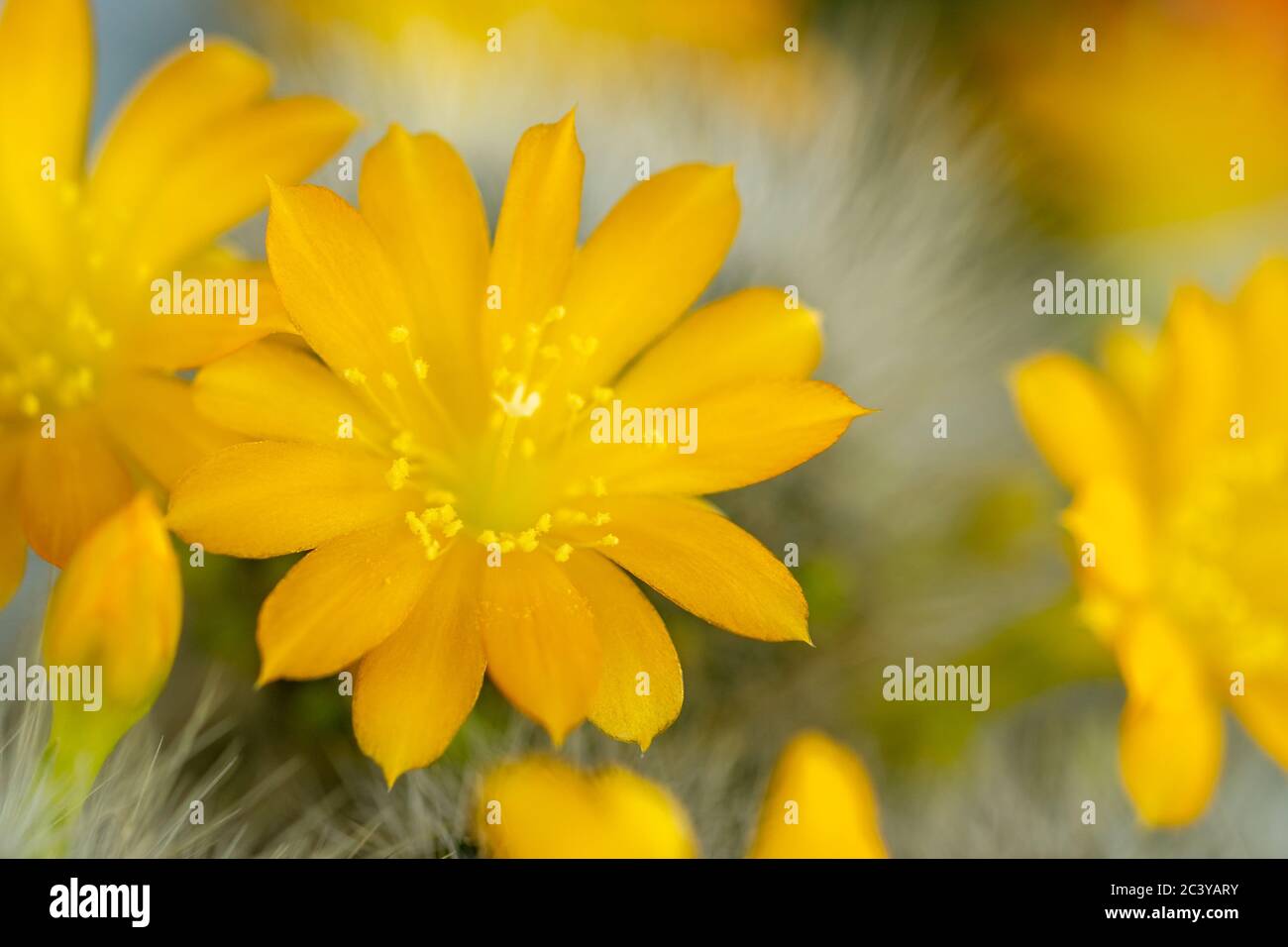 Yellow flower of cactus, closeup of blooming thorn plant Stock Photo ...