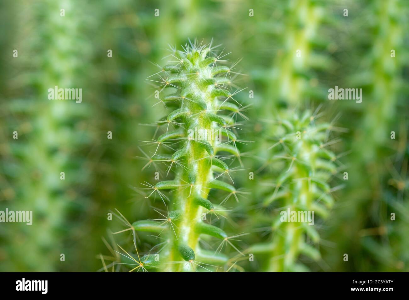 Long needle cactus hi-res stock photography and images - Alamy