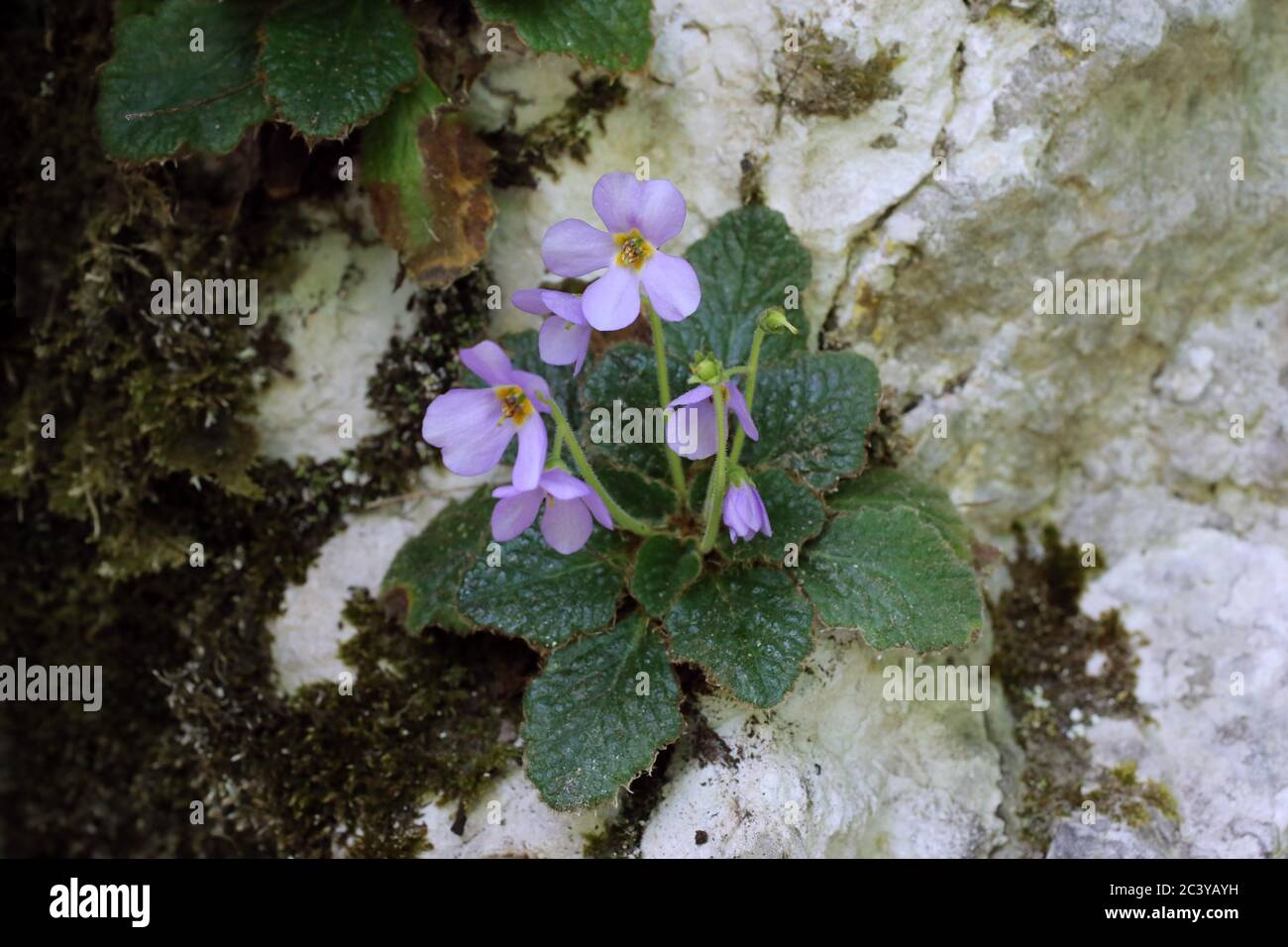 Ramonda plant hi-res stock photography and images - Alamy