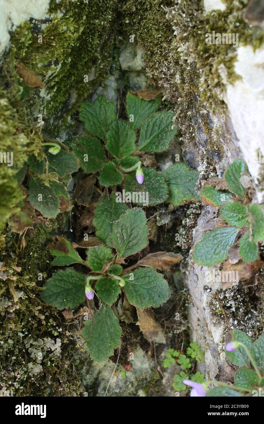 Ramonda plant hi-res stock photography and images - Alamy