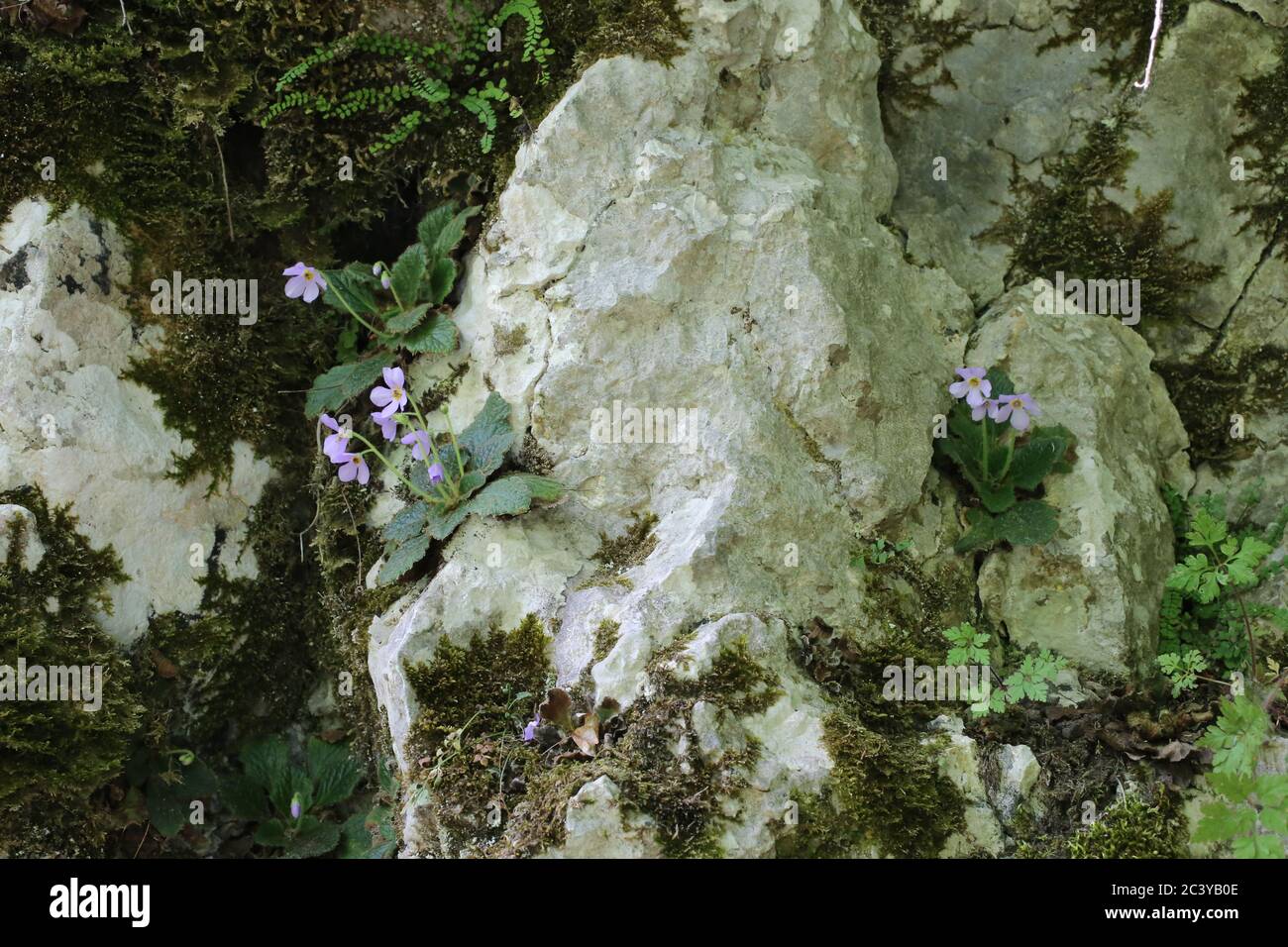 Ramonda plant hi-res stock photography and images - Alamy