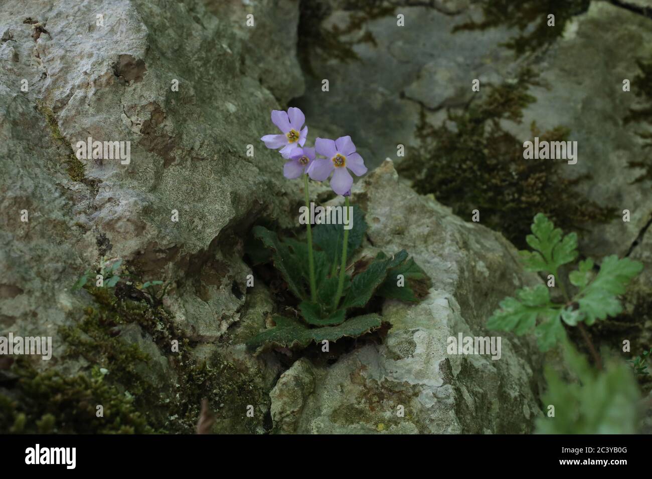 Ramonda plant hi-res stock photography and images - Alamy