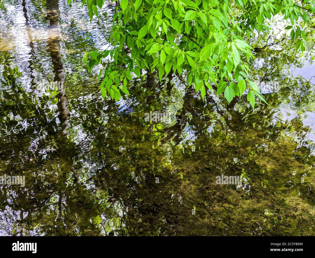 sunny spring landscape with green branch of tree in the foreground and ...