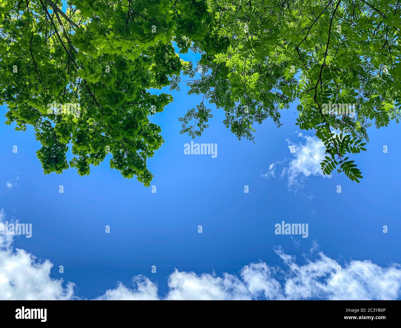 Bottom view through treetops hi-res stock photography and images - Alamy