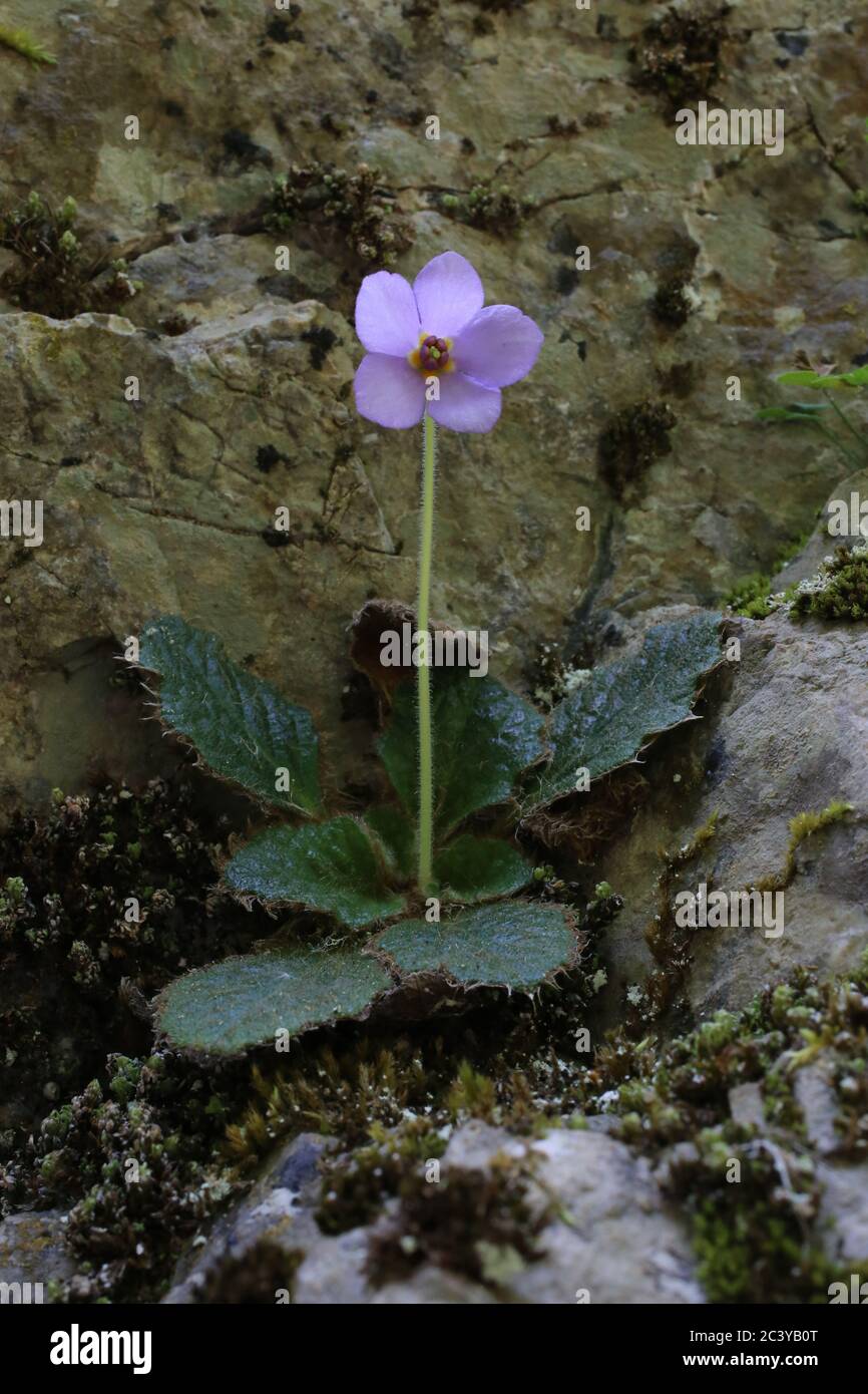 Ramonda plant hi-res stock photography and images - Alamy