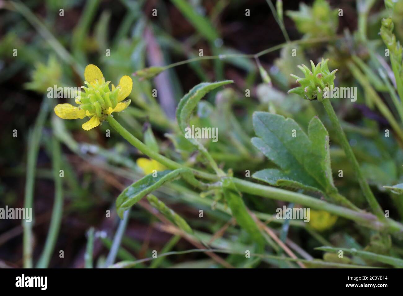 Ranunculus muricatus - Wild plant shot in summer Stock Photo - Alamy