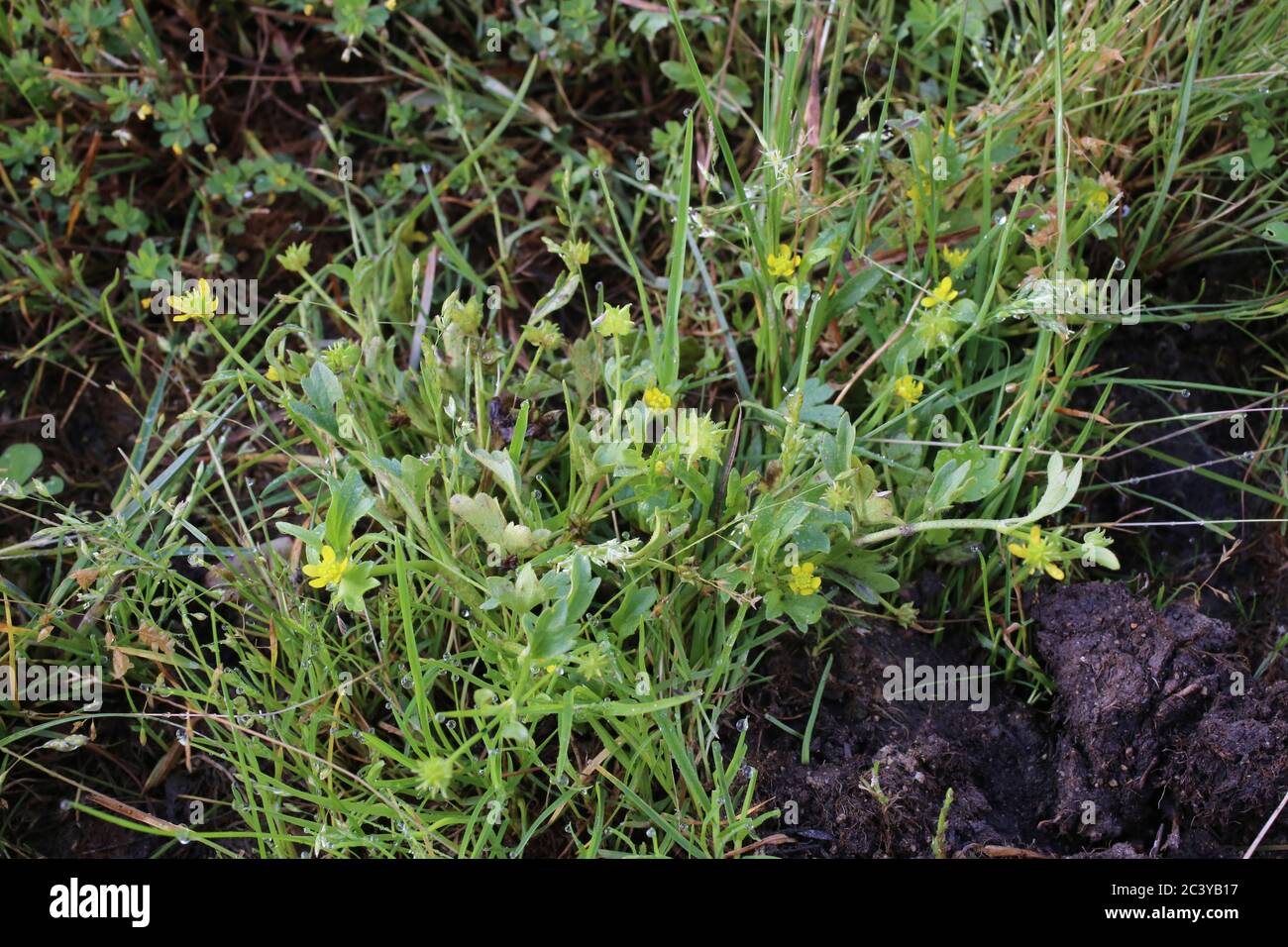 Ranunculus muricatus - Wild plant shot in summer Stock Photo - Alamy