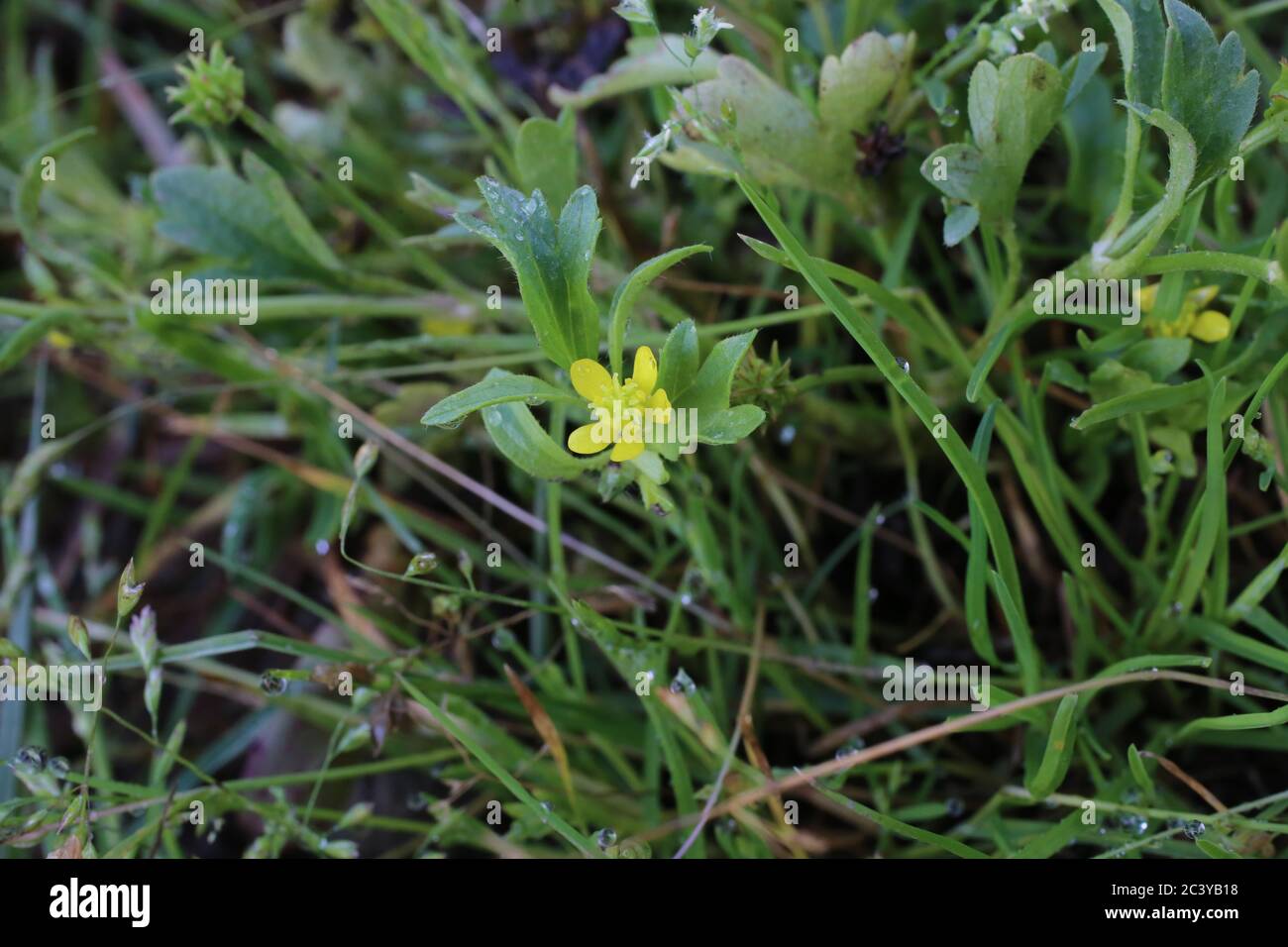 Ranunculus muricatus - Wild plant shot in summer Stock Photo - Alamy