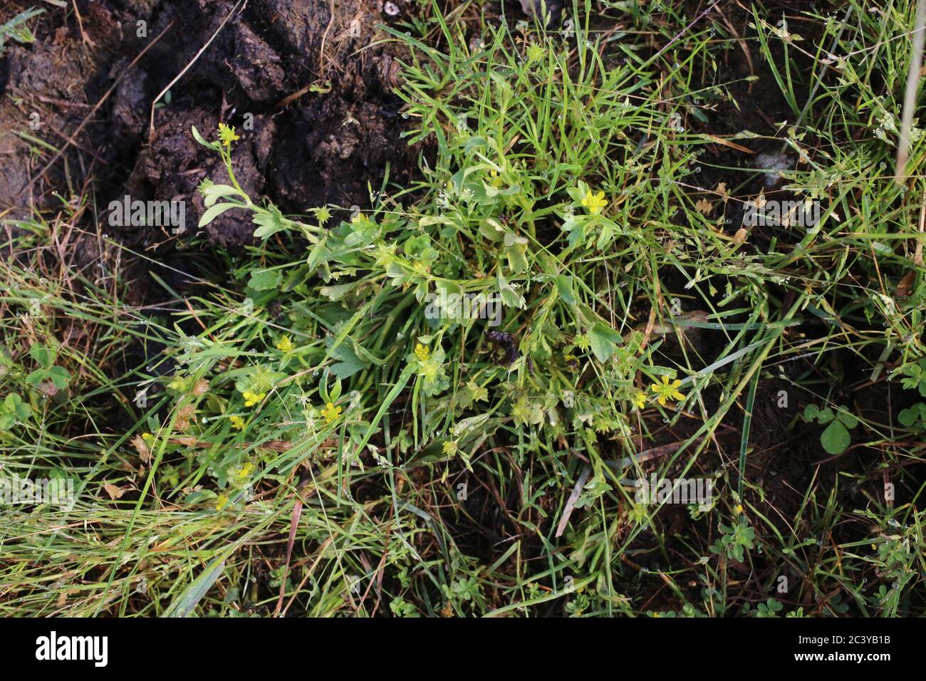 Ranunculus muricatus - Wild plant shot in summer Stock Photo - Alamy