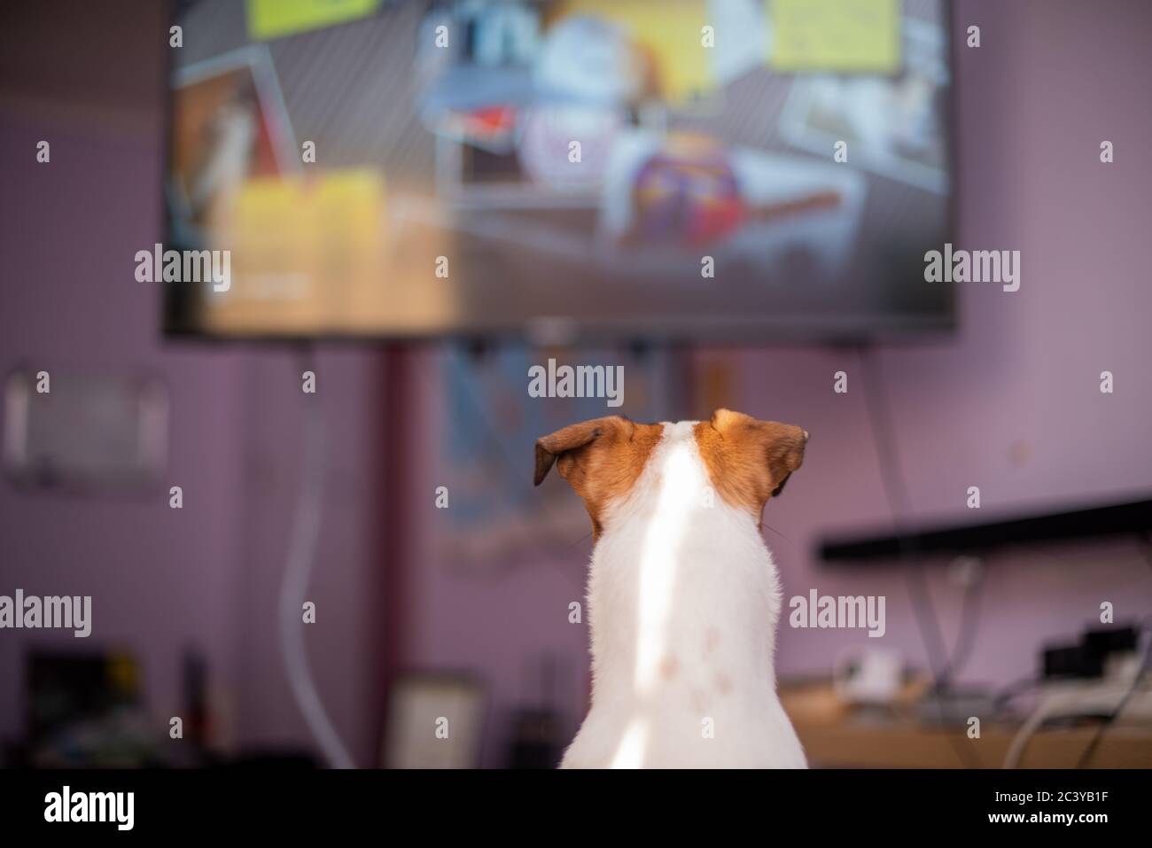 Can A Dog Watch Television