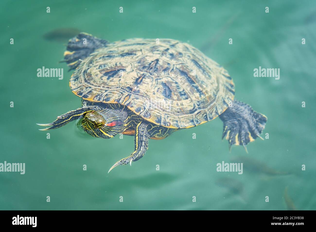 Red-eared turtle swim near the shore of the pond with turquoise water ...