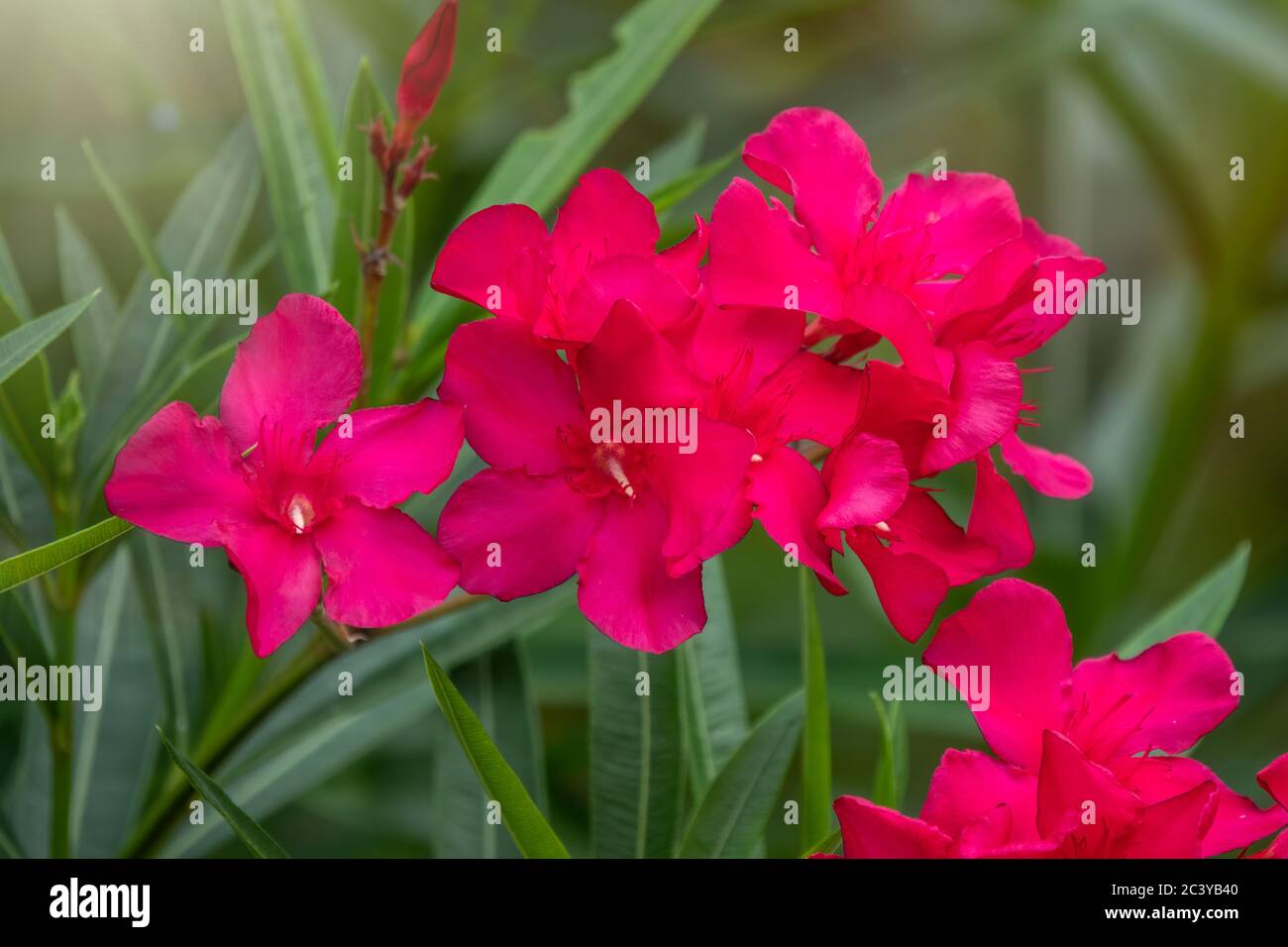 Beautiful red Nerium Oleander flowers blooming in a tropical garden ...