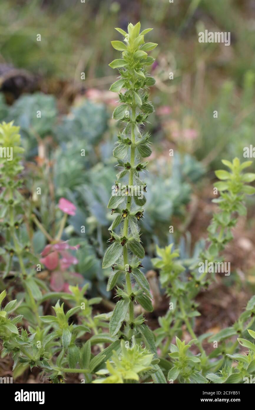 Sideritis Plants High Resolution Stock Photography and Images - Alamy