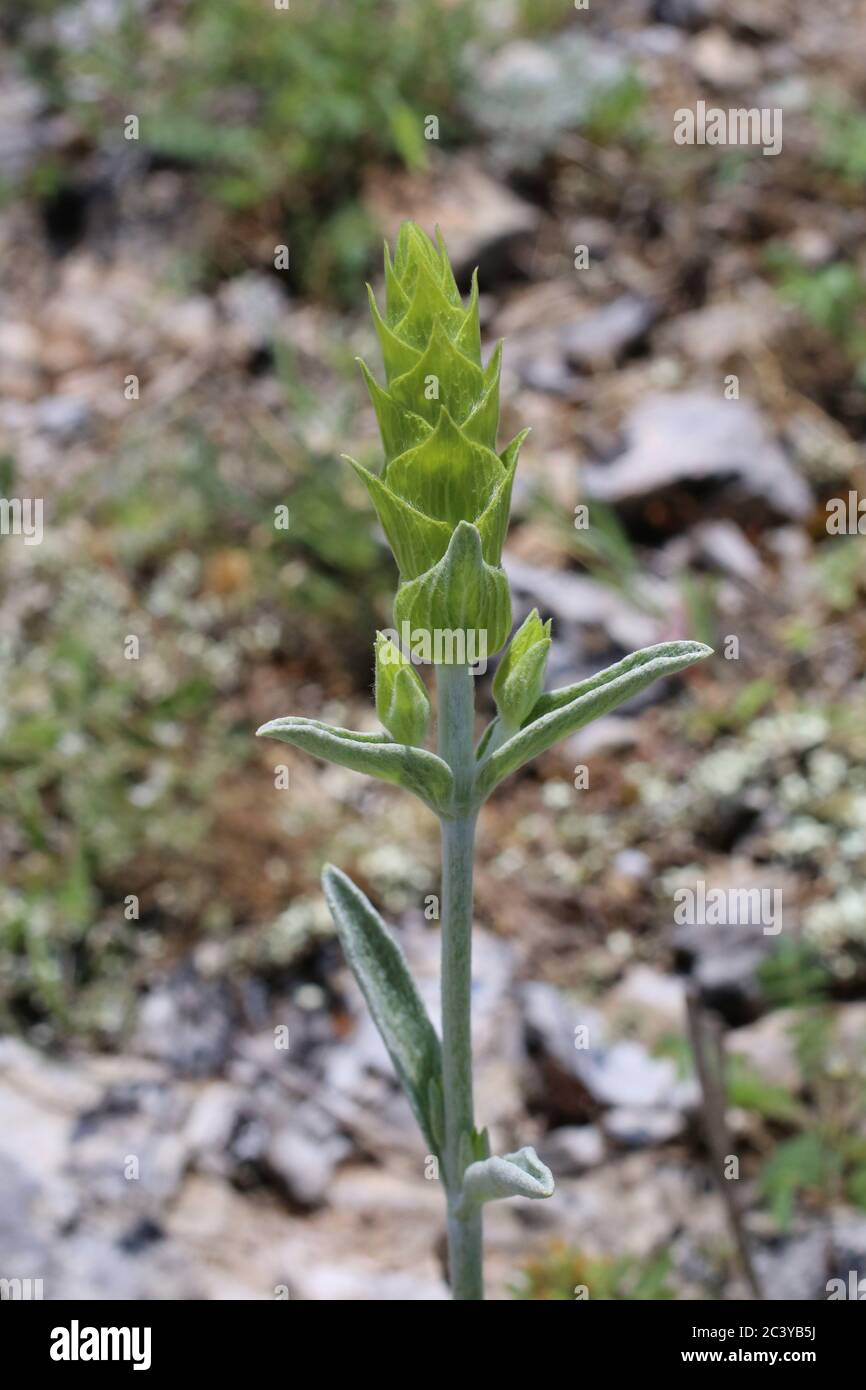 Sideritis syriaca - Wild plant shot in summer Stock Photo - Alamy